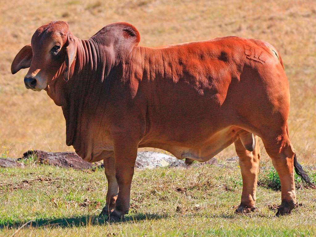35 BIZZY Q34 (H) - Bizzy Brahmans