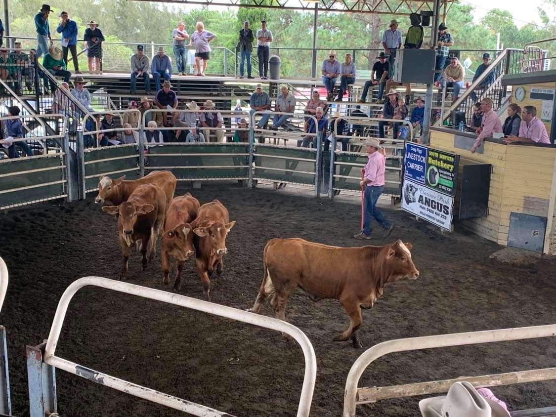 sale results - Bizzy Brahmans