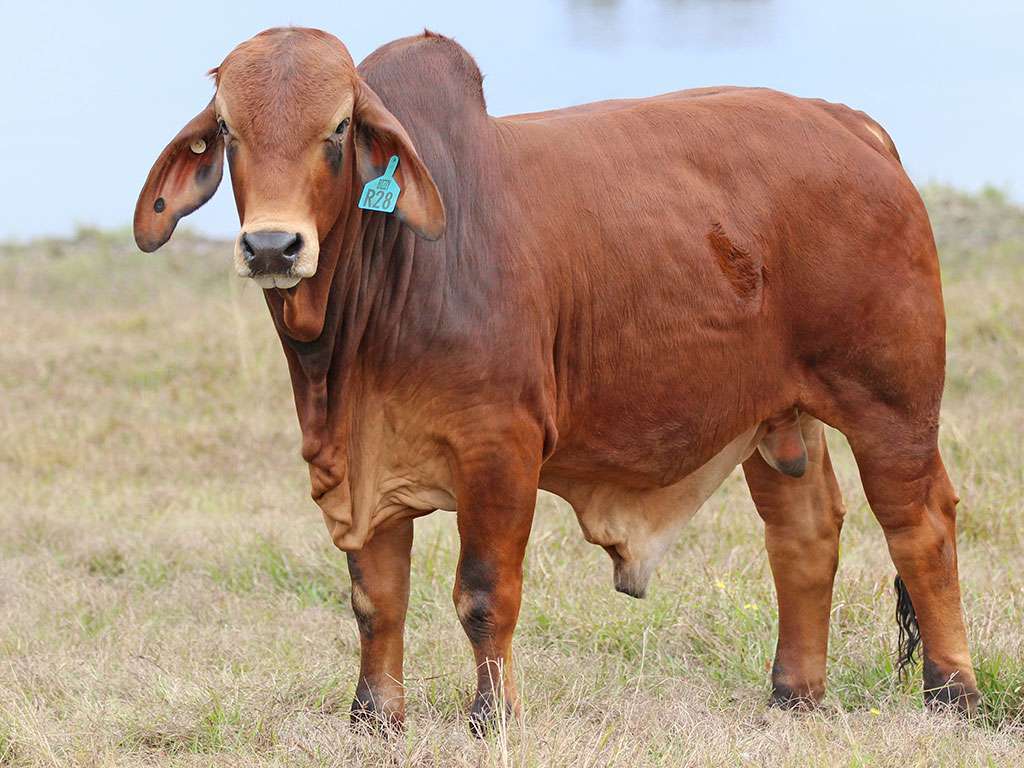 26 BIZZY REBEL R28(H) - Bizzy Brahmans