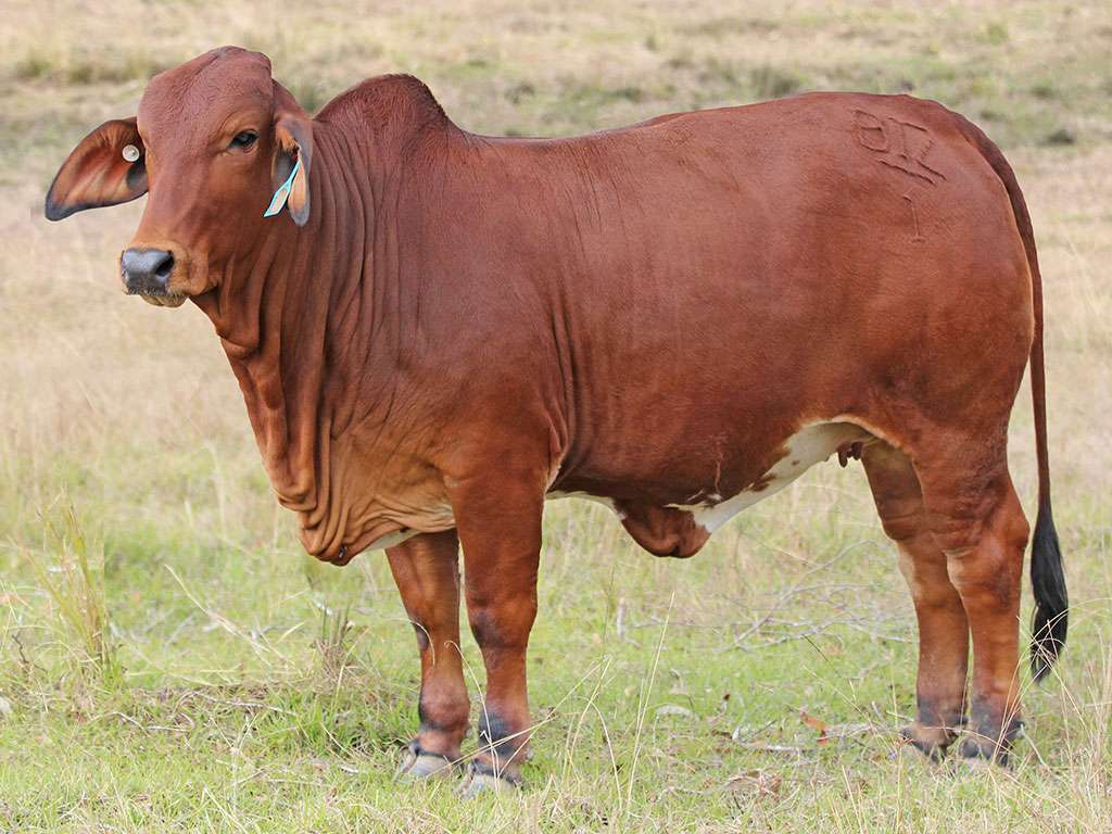36 BIZZY RADIANT R18(H) - Bizzy Brahmans
