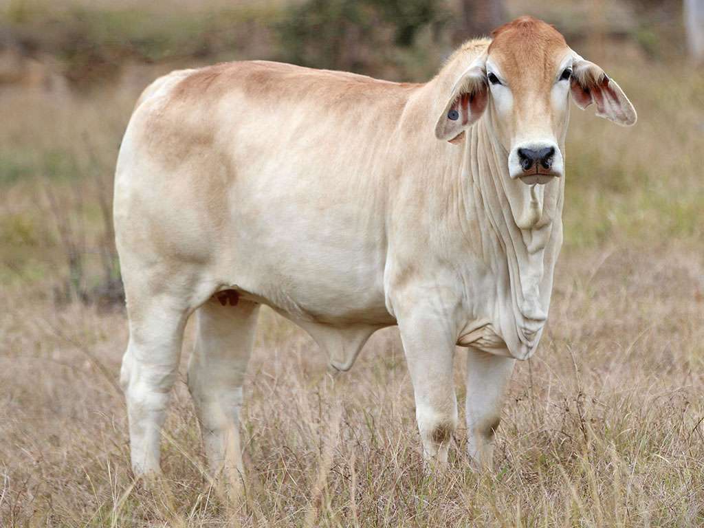 37 BIZZY F REESE R17(H) - Bizzy Brahmans
