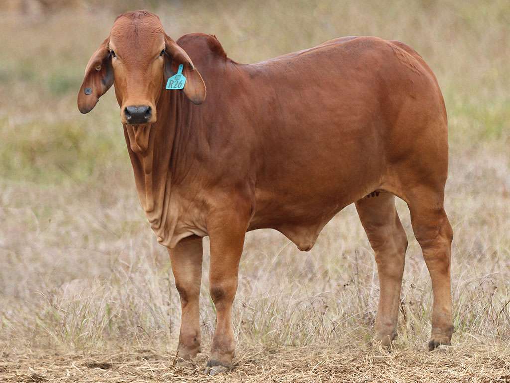 38 BIZZY RYLEIGH R26(H) - Bizzy Brahmans