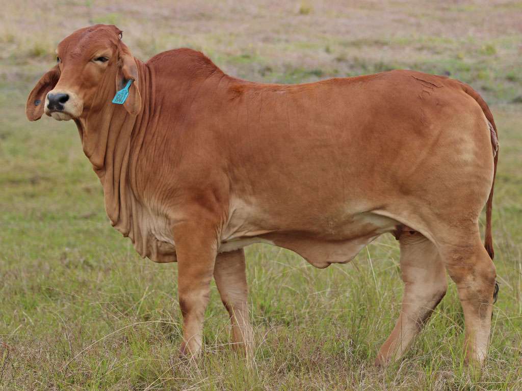 39 BIZZY F REAGAN R41(H) - Bizzy Brahmans