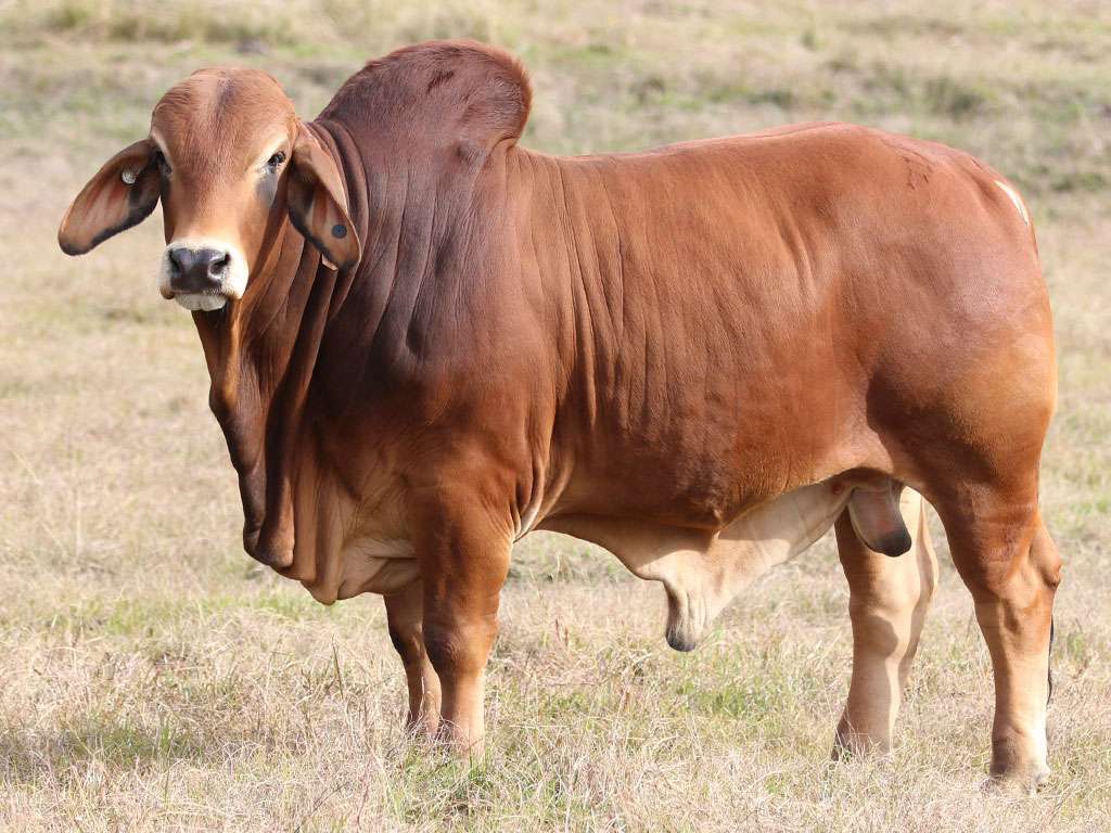 7 BIZZY F REX R2 - Bizzy Brahmans