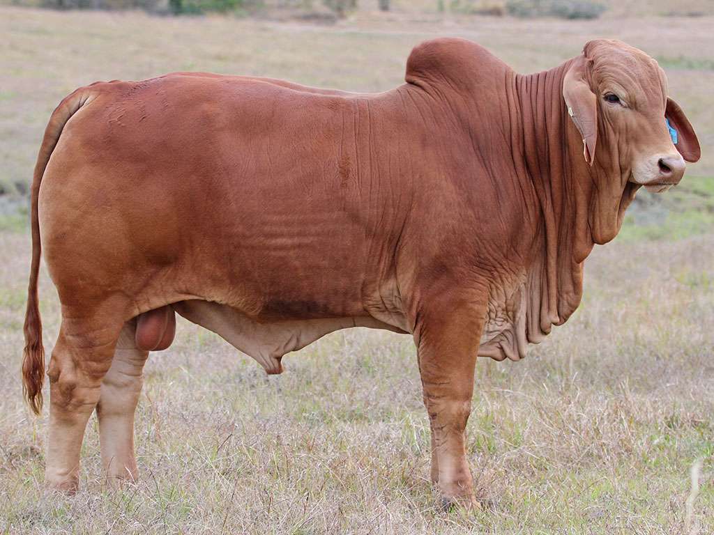8 BIZZY F RIVERTON R11(H) - Bizzy Brahmans