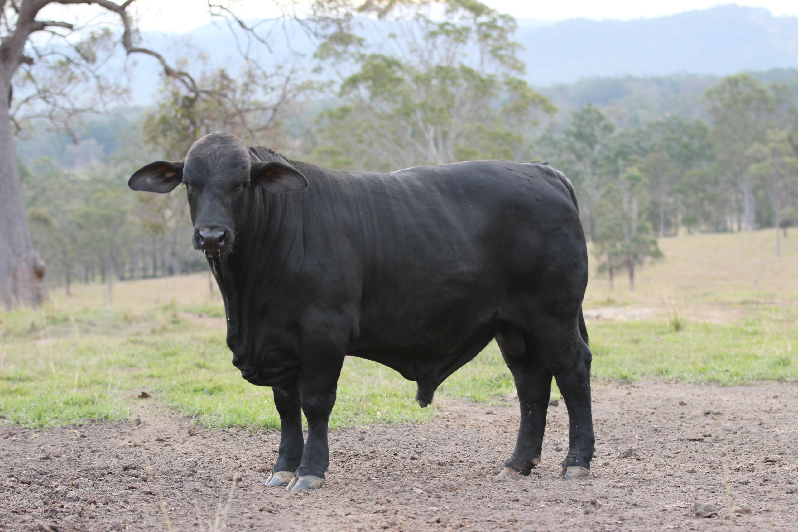 Rocky Creek Brangus - Bizzy Brahmans