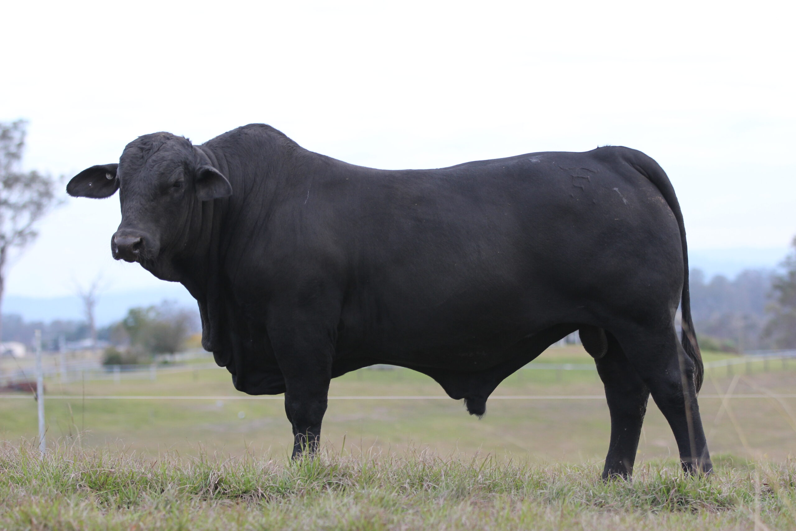 Rocky Creek Brangus - Bizzy Brahmans