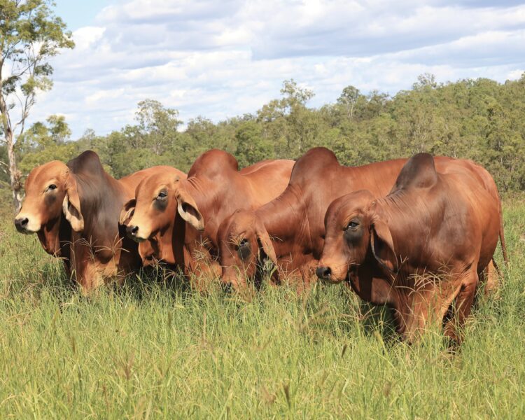 Discover Bizzy Brahmans: Red Brahman Stud Near Grafton